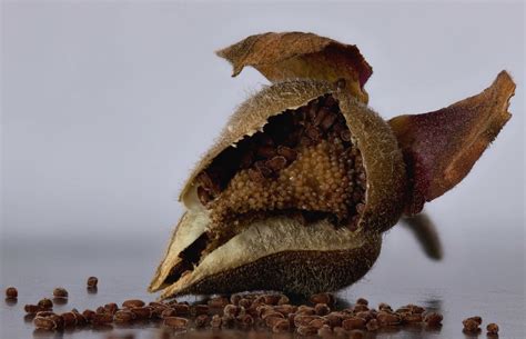 Digitalis Purpurea Seeds