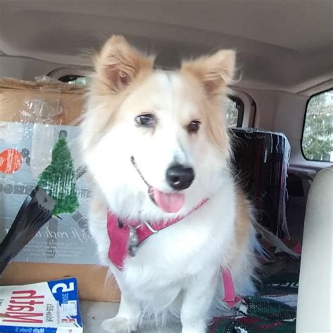 Solve Older Travel Pic Of Mabel Jigsaw Puzzle Online With 16 Pieces