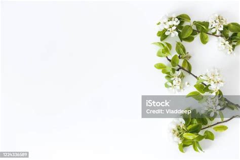 흰색 배경 꽃 프레임 상단보기 평면 레이아웃에 봄 배 분기를 피는 스프링 컨셉 5월에 대한 스톡 사진 및 기타 이미지 5월 개념 개화기 Istock