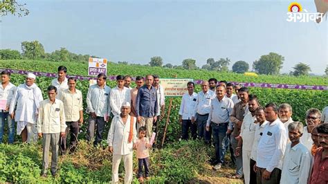 Cotton Cultivation । एकात्मिक कापूस लागवड तंत्रज्ञानातून उत्पादकता वाढवणे शक्य । Productivity