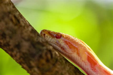 Beautiful Python Molurus Albina On Tree Branch Stock Image Image Of