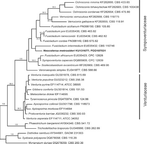 Ml Tree Based On Lsu Sequences Bootstrap Values 90 Or Greater On