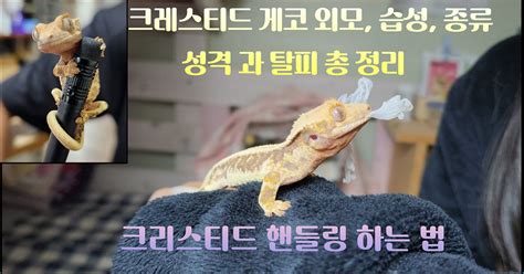 처음 키우는 파충류 입문자에게 딱 레오파드 게코 특징부터 키우는 방법까지 완벽 가이드 Onefree