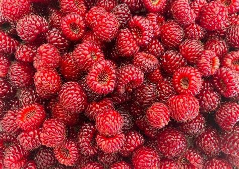 오늘 원픽은 산딸기🫵 들어오면 품절대란 당일판매 완판 달콤하고 붉은빛이 탐스러운 산딸기🍓 산에서 나 맛ket 세종종촌점 Band