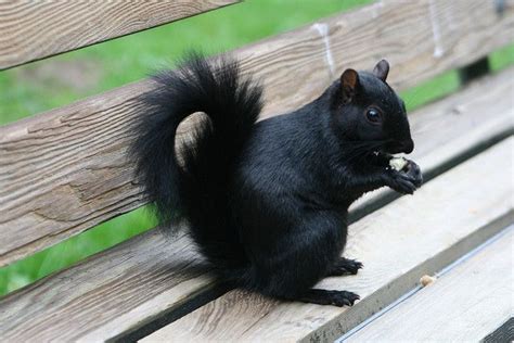 Cute Black Squirrel