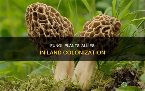 Fungi Plants Allies In Land Colonization Shuncy