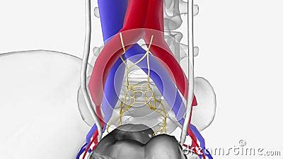 Female Neurovasculature Superior Hypogastric Nerve Plexus Stock Footage Video Of Nurse