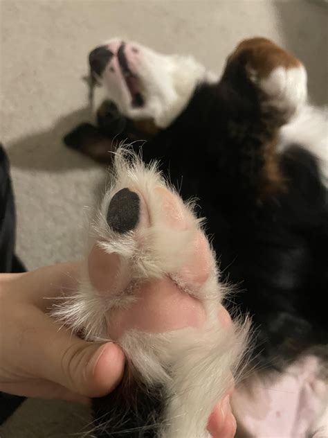 He Has One Black Toe Bean And I Just Think Its So Cute R