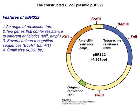 Ppt The Constructed E Coli Plasmid Pbr322 Powerpoint Presentation Free Download Id2046230