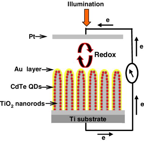 Schematic Structure Of Cells Made Of Tio 2 Cdteau Photoanodes