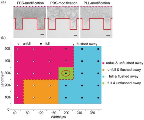 Parameter Optimization Of Microfluidic Cell Density Gradient Generator