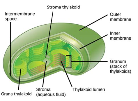 Lecture 2 Plant Cell Flashcards Quizlet Lecture 2 Plant Cell Flashcards Quizlet