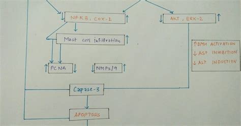 Pharmacology Of Drugs Hydralazine