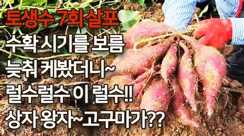 토생수 7회 살포 후 수확 시기를 늦춰 보름 뒤 케~봤더니 고구마가 이렇게 달렸다고 양이고 때깔이고 크기고 모양이고 대박이로구나~ 맛있게 나누어 잘 먹겠습니다