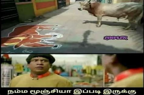 “நம்ம மூஞ்சியா இது மாடுகளுக்கே கோபம் வரவைக்கும் கோலங்கள் வைரலாகும் மாட்டு பொங்கல் மீம்ஸ்