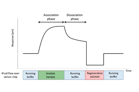 Biomolecular Interactions Analysis Lab Solutions By Dksh