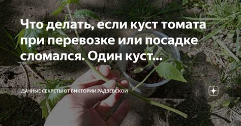 Что делать если куст томата при перевозке или посадке сломался Один куст… Дачные секреты от