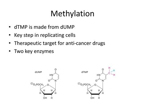Ppt Nucleotide Metabolism Powerpoint Presentation Free Download Id