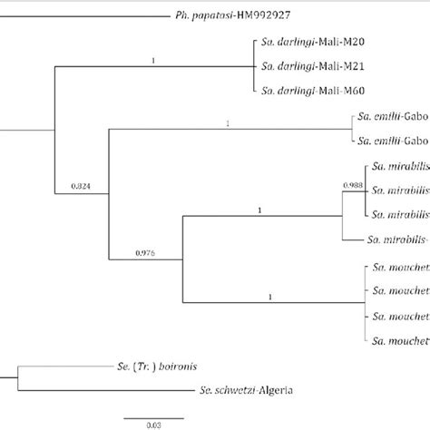 Bayesian Tree Resulting From The Phylogenetic Analysis Cytb Dataset Download Scientific