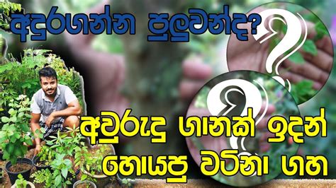මන් අවුරුදු ගානක් හොයපු වටිනා ශාකයක් තමයි මේ අදුරගන්න පුලුවන්ද විස්තර ඉදිරියේදී කතාකරමු Youtube