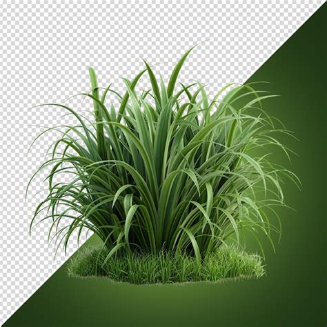 색 배경에 고립 된 풀 Png 프리미엄 Ai 생성 Psd