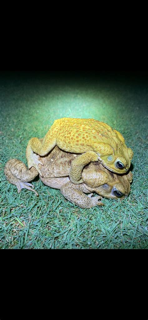 Cane Toad Breeding Cycle How To Identify The Males Mating Call