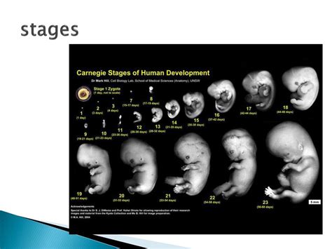 Ppt Embryogenesis Powerpoint Presentation Free Download Id 3842426