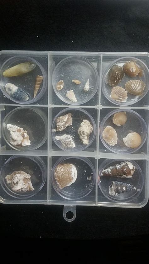 Agatized Fossil Shells Silicified Shells Tampa Bay Florida Shells Fossil