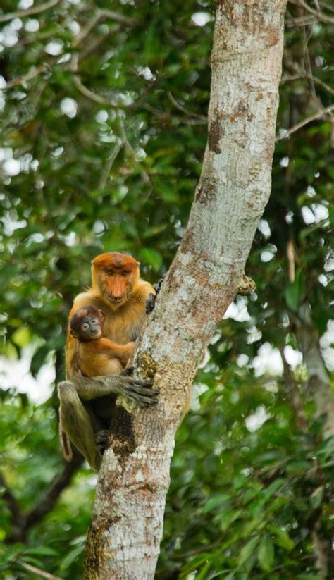 Samica Małpy Nosacza Z Maluchem Skaczącej Z Drzewa Na Drzewo W Dżungli Indonezja Wyspa Borneo