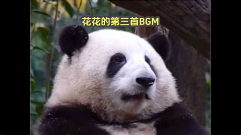 Huahua Hehua Panda花花的第三首bgm，这首音乐衬的花花特别活泼，真是太可爱了 Youtube