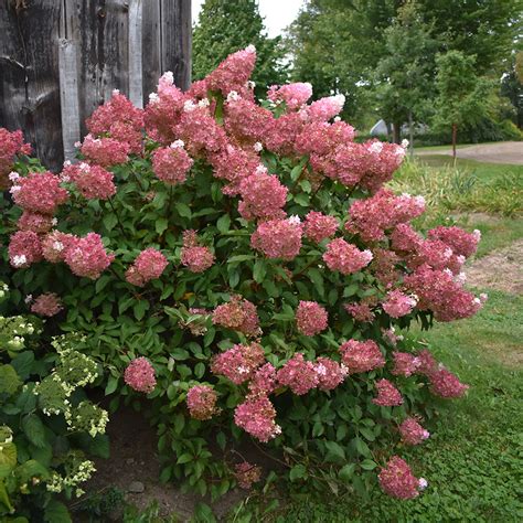 Hydrangea Paniculata Little Quick Fire Horsford Gardens And Nursery