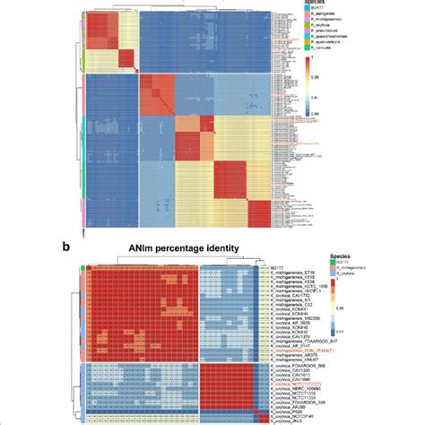 Pairwise Anim Values For Genomes A Heatmap And Hierarchal Clustering Download Scientific