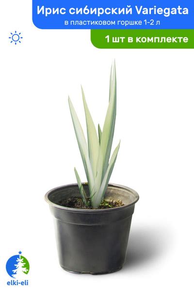 Ирис сибирский Variegata (Вариегата) в пластиковом горшке 1-2 л ...