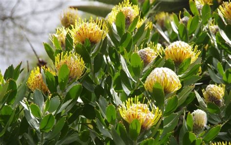 Leucospermum Cordifolium Yellow Guildford Garden Centre
