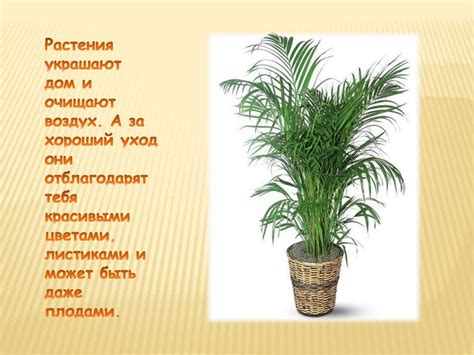 Комнатные растения презентация онлайн