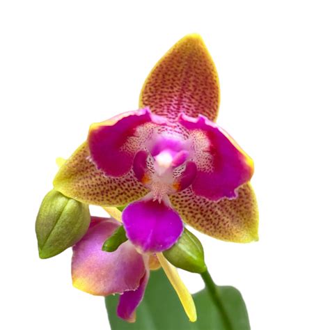 Phalaenopsis Miki Golden Sand 'Mouse' (peloric) *parfumat – Floraria ...