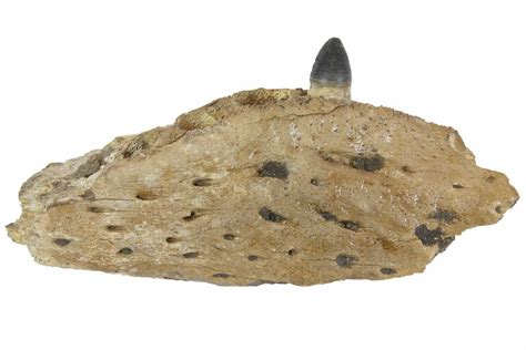 Reptile Amphibians And Synapsids Fossils For Sale