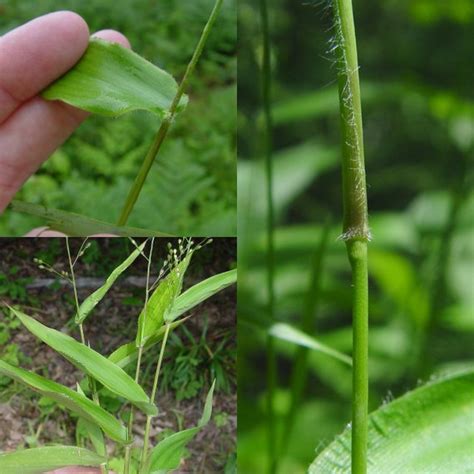 Seeds And Seed Bombs Seeds For Planting Broad Leaved Rosette Panicgrass