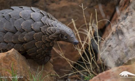 Lapalala A Conservation Haven For Pangolins And Their Pangopups
