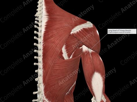 Long Head Of Triceps Brachii Complete Anatomy