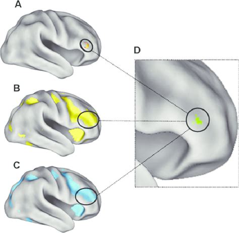 Both Face And Scene Processing Engage The Rifg During Both Task Download Scientific Diagram