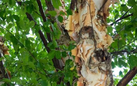 The Complete Guide To A River Birch Tree Mehrabyan Nursery