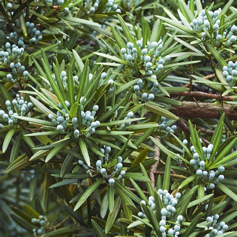 🍀 How To Grow And Care For Buddhist Pine