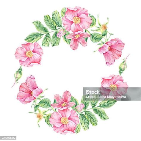 꽃 새싹 및 잎이 있는 로즈힙 화환 수채화 그림 손 그림 흰색 배경에 고립되어 그려진 식물 스케치 벚꽃 원 자연 로고 카드