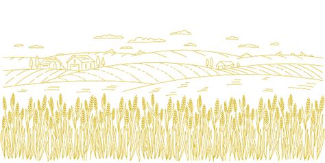 밀 필드 시골 풍경 파노라마 농업 시리얼 수확 마른 잔디 초원 윤곽 벡터 선입니다 빵 포장지 열린 경로입니다 편집 가능한 스트로크 손으로 그린 스케치 밀에 대한 스톡 벡터