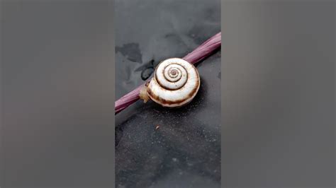ლოკოკინა Snail Wildnature Nature Caucasus Youtube