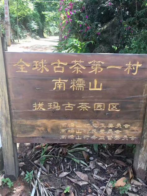 勐海县南糯山是那个镇 南糯山的简介 勐海县巴达山是那个镇 大山谷图库