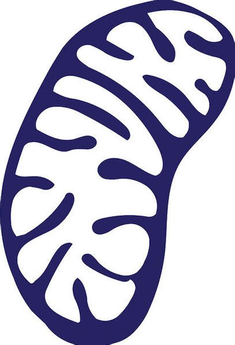 What Are The Hallmarks Of Aging American Federation For Aging Research