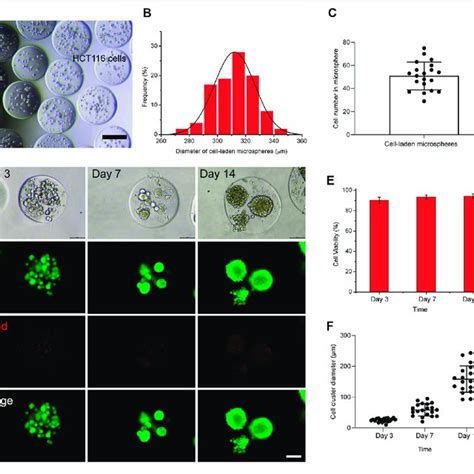 Generation Of Cell Laden Hydrogel Microspheres In The Microfluidic Download Scientific