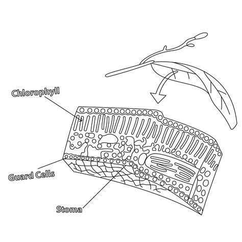 How To Draw A Leaf Section Labeled Science Diagrams